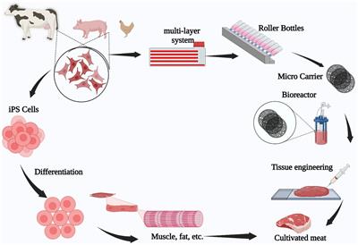 Frontiers | Are genetic drift and stem cell adherence in laboratory culture issues for ...